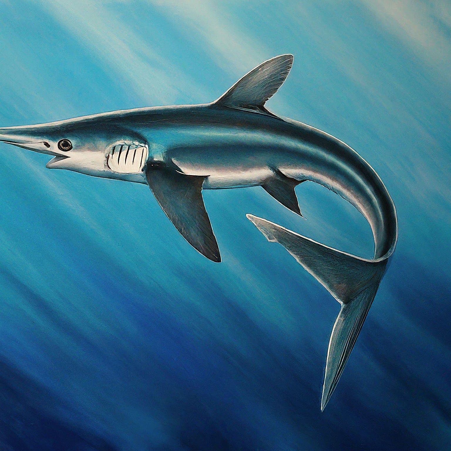 51 Different Types of Sharks: 101 Guide - Shark Truth