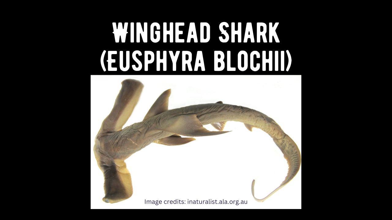 What are Winghead Sharks or Eusphyra blochii? - Shark Truth