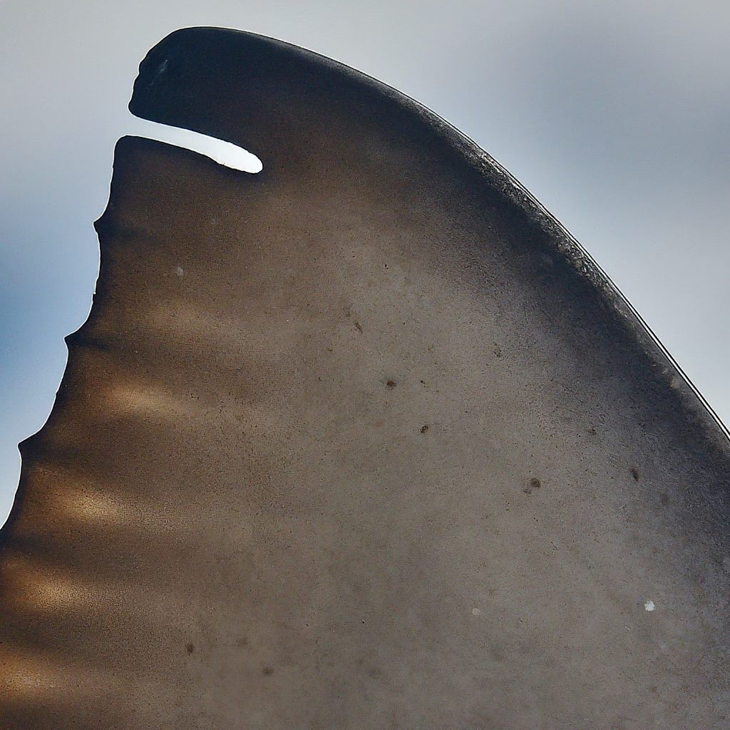 8 Types Of Shark Fins: Anatomy, Facts & More - Shark Truth