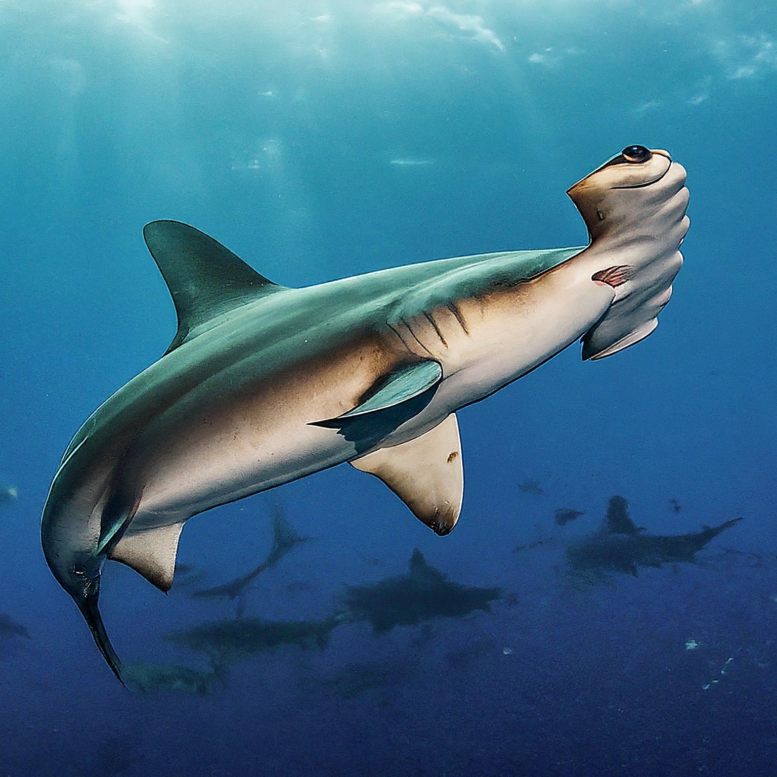 9 Types Of Hammerhead Shark Species: Exploring the Diversity - Shark Truth