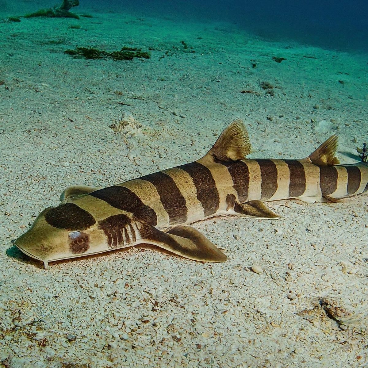 20 Least Dangerous and Harmless Sharks Species - Shark Truth