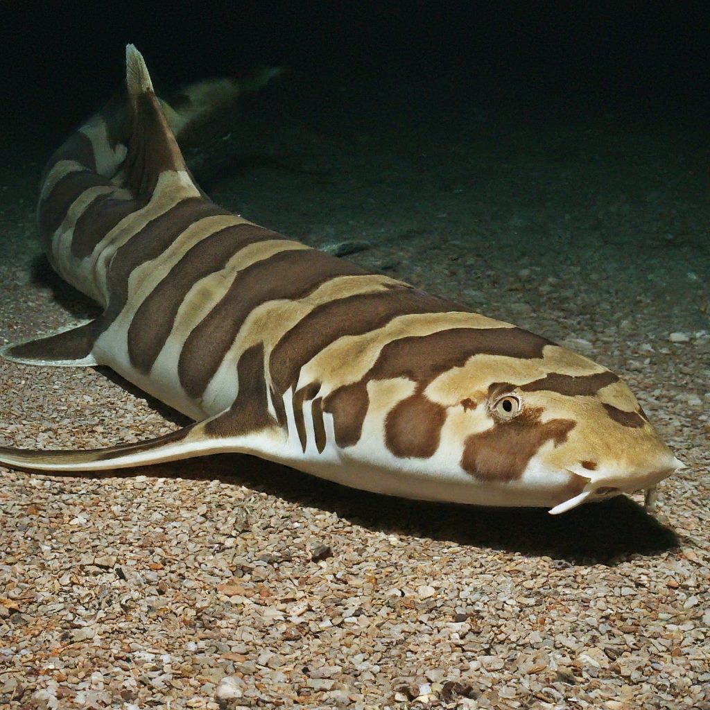 32 Most Weird Looking Shark Species - Shark Truth