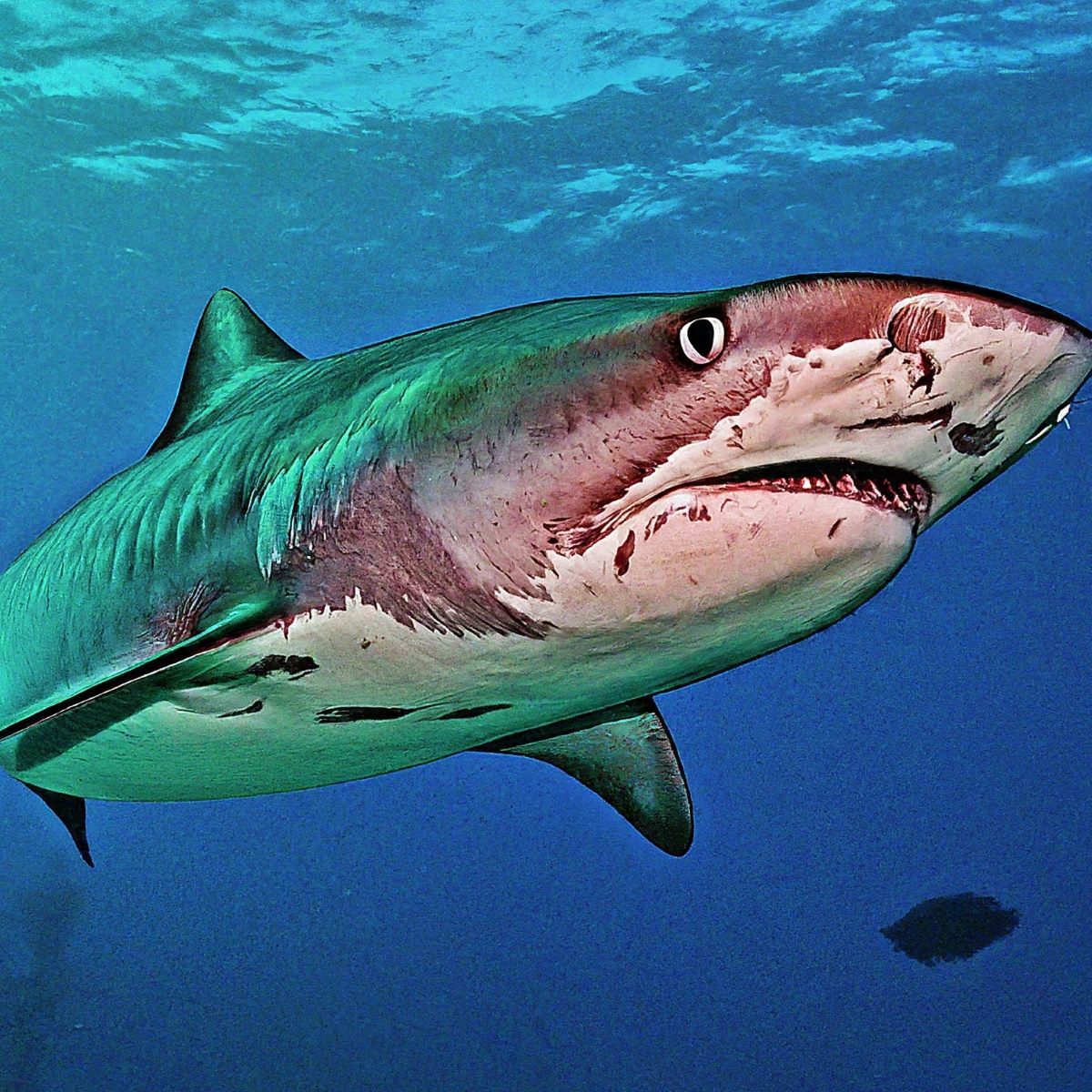 10 Most Famous and Popular Shark Species - Shark Truth