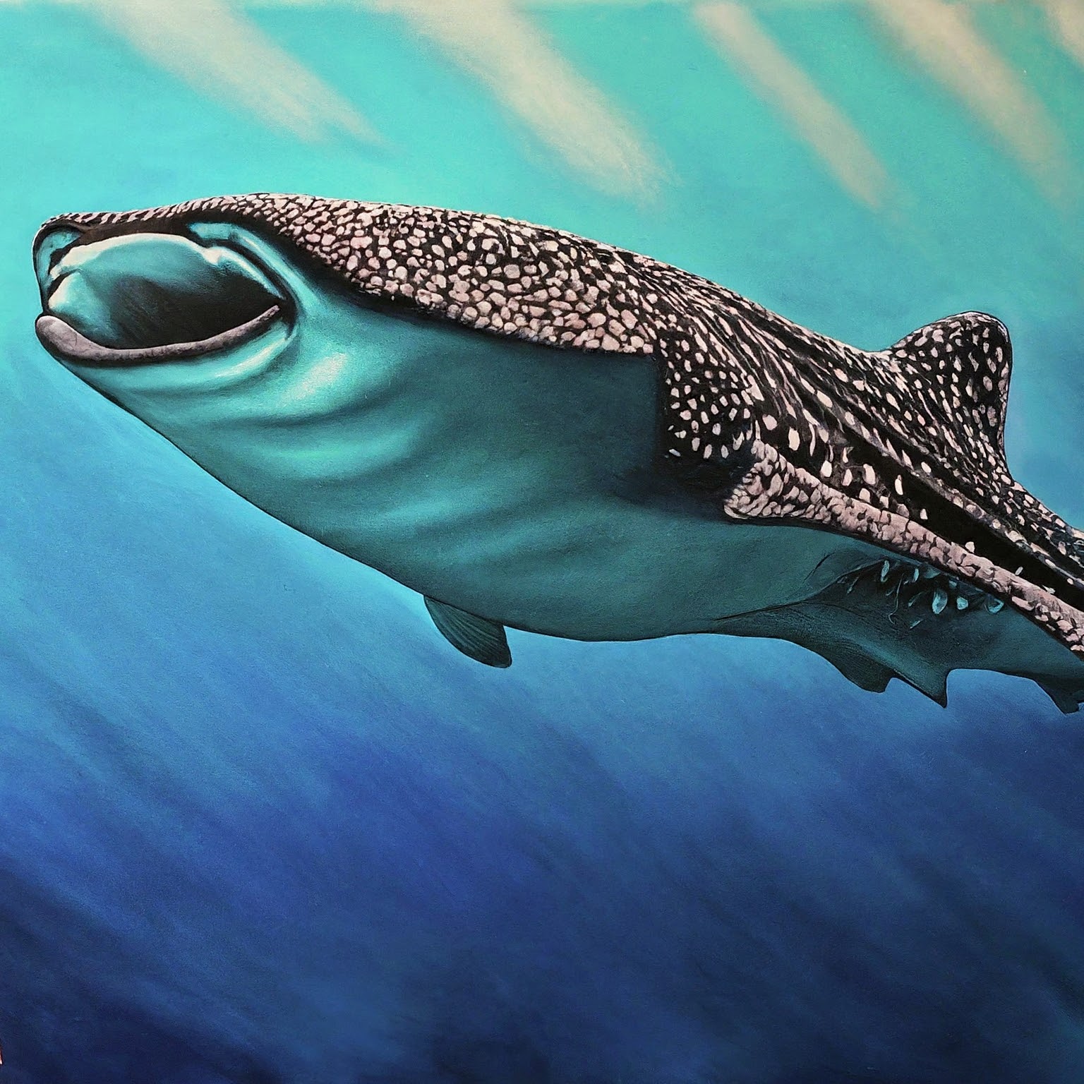 20 Least Dangerous and Harmless Sharks Species - Shark Truth