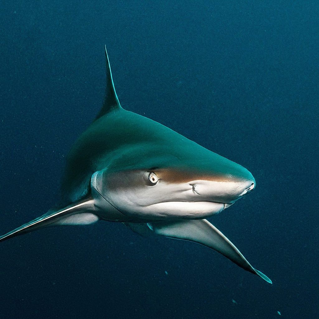 32 Most Weird Looking Shark Species - Shark Truth