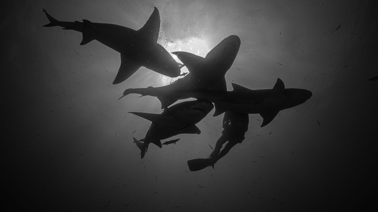 Why Do Sharks Have Two Penises? Exploring Shark Reproductive Anatomy ...