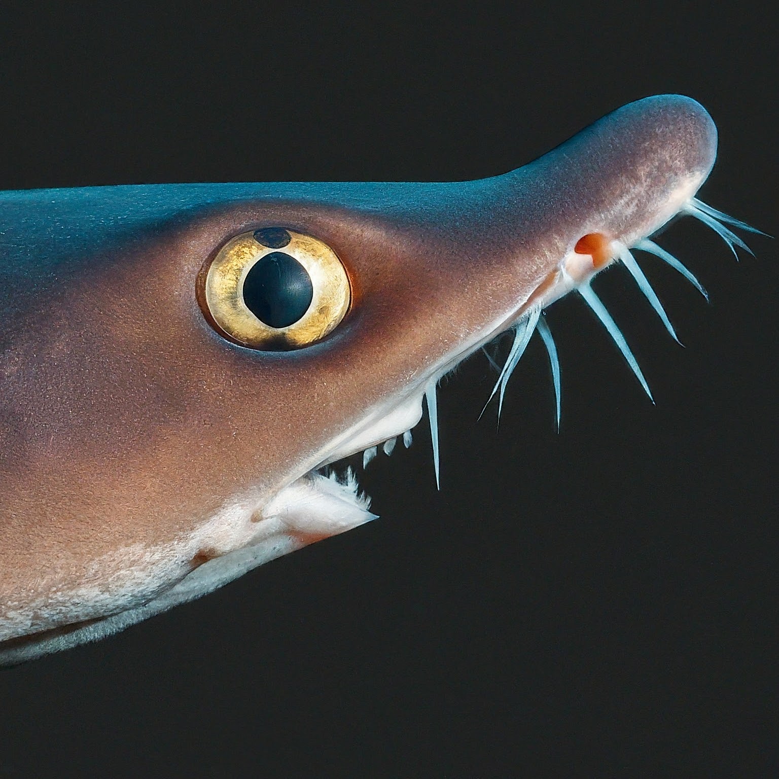 51 Different Types of Sharks: 101 Guide - Shark Truth