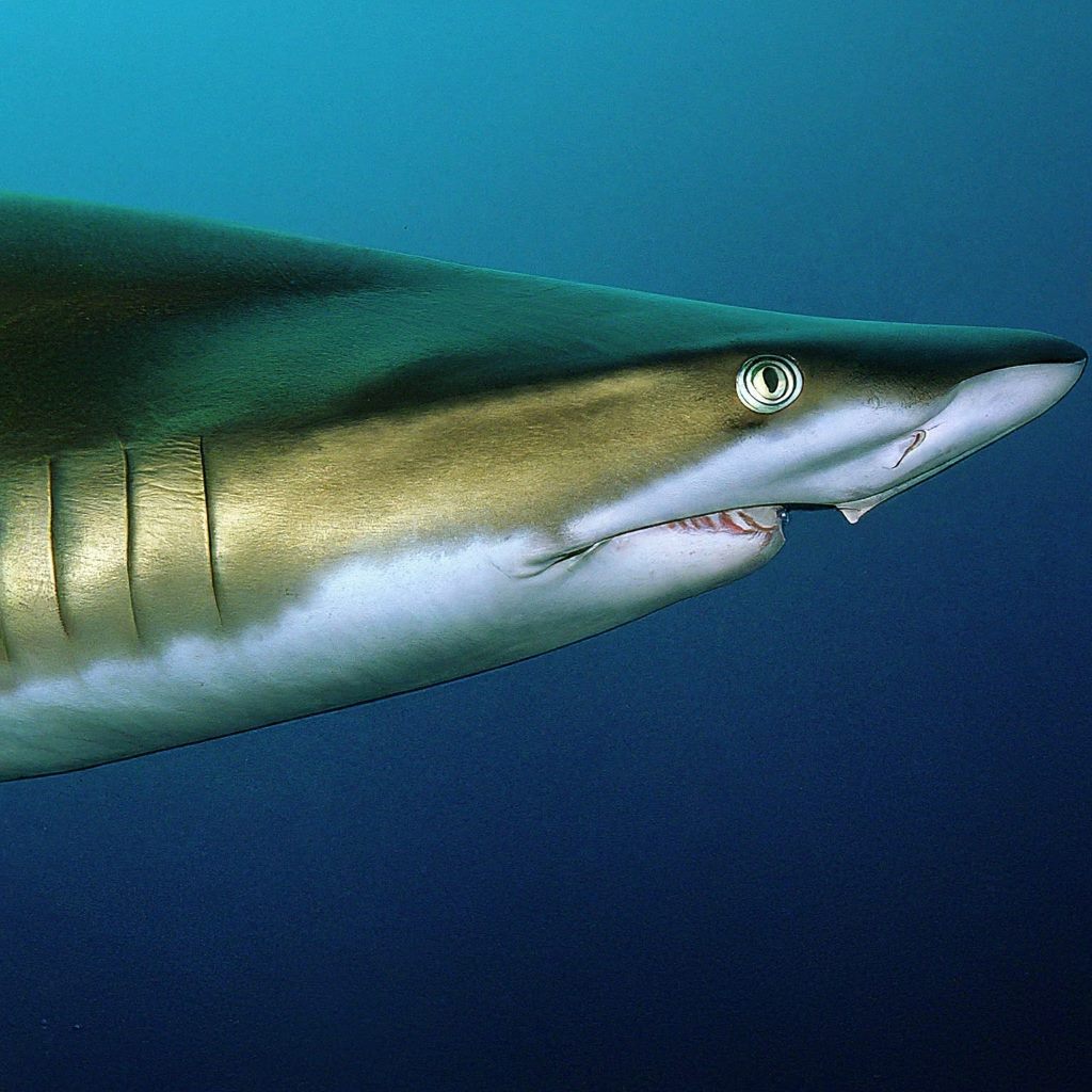 51 Different Types of Sharks: 101 Guide - Shark Truth
