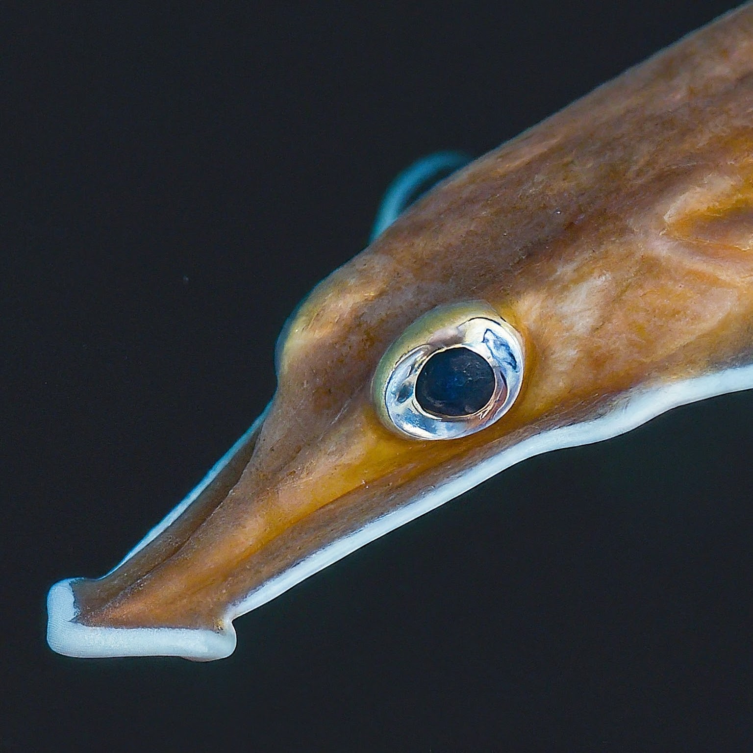 Shovelnose Guitarfish: A Comprehensive Guide - Shark Truth