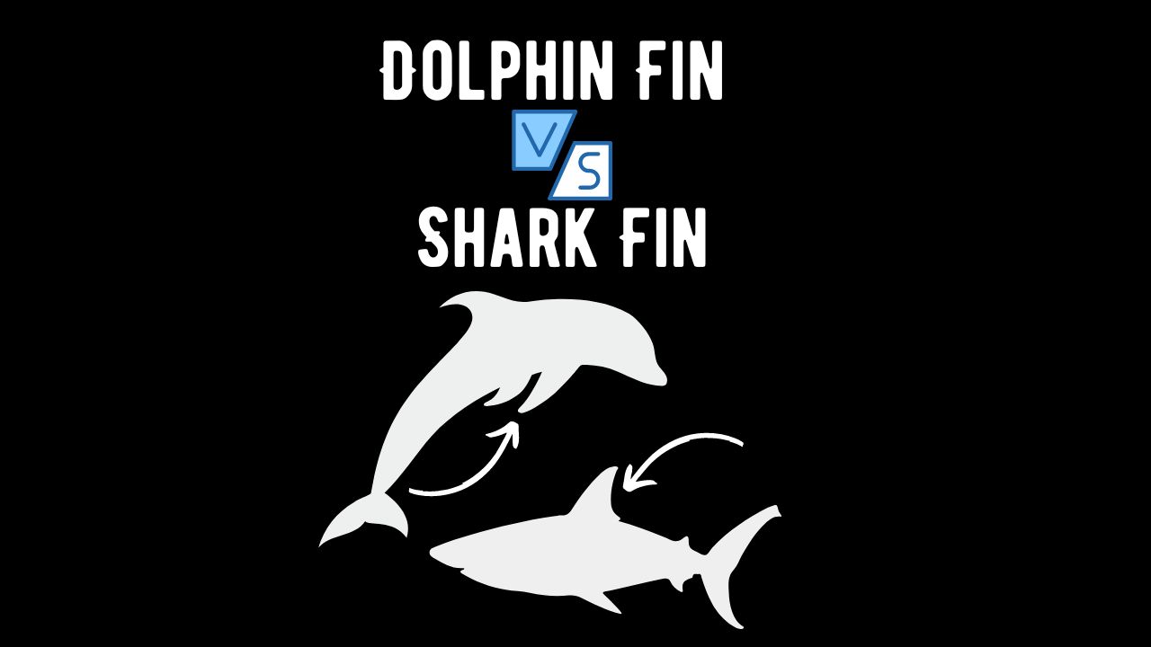Dolphin Fin vs Shark Fin: Unveiling the Differences - Shark Truth