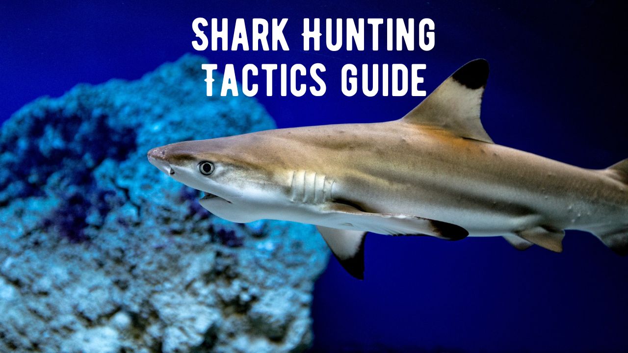 How Do Sharks Hunt? 10 Shark Hunting Tactics - Shark Truth