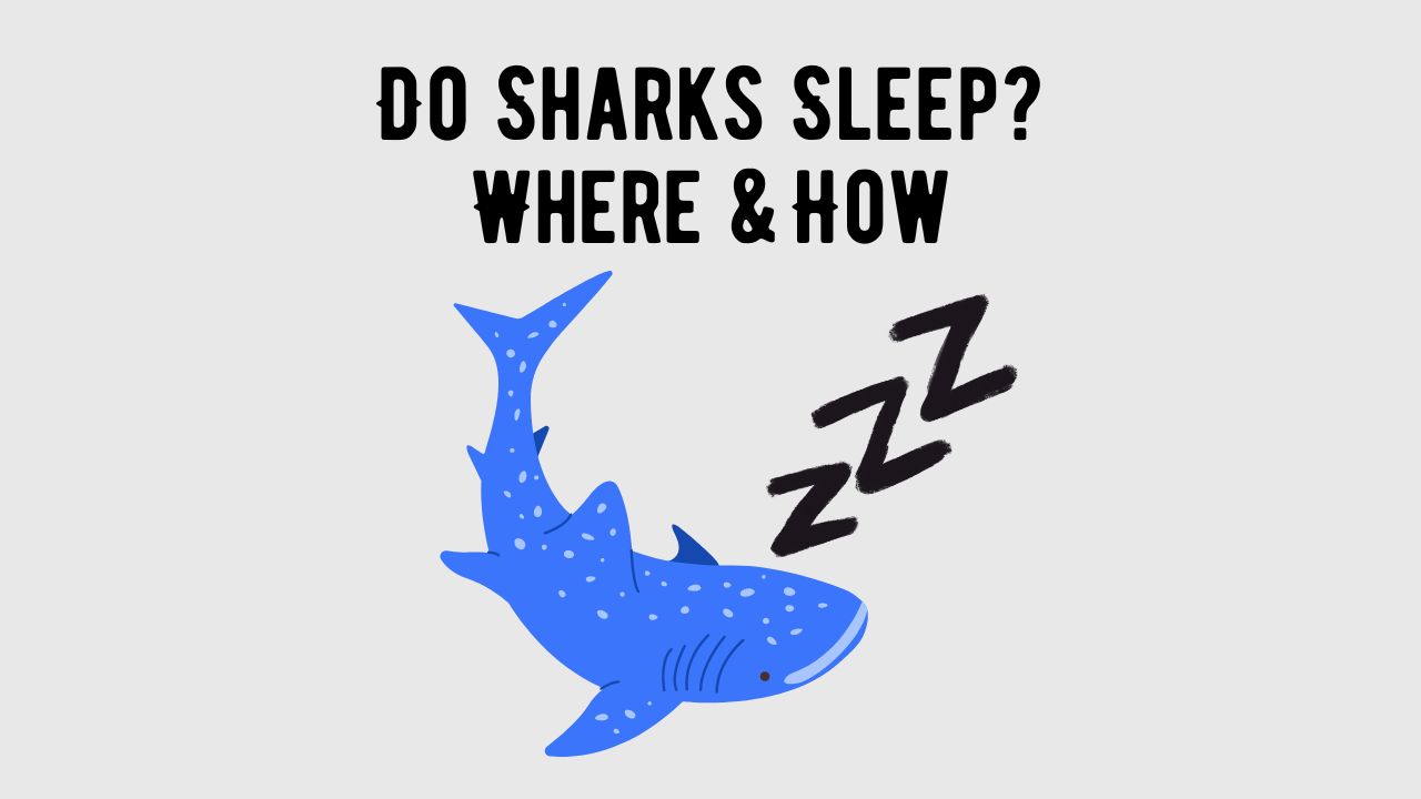 Do Sharks Sleep? Where and For How Long? - Shark Truth