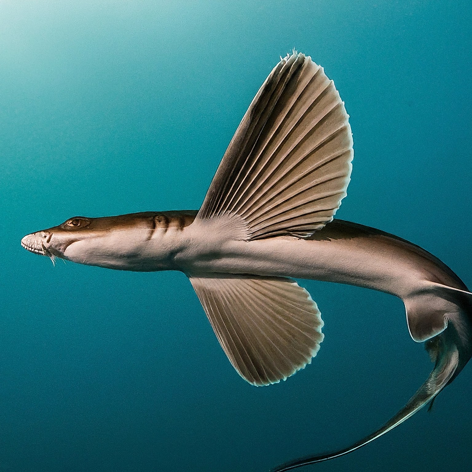 51 Different Types of Sharks: 101 Guide - Shark Truth