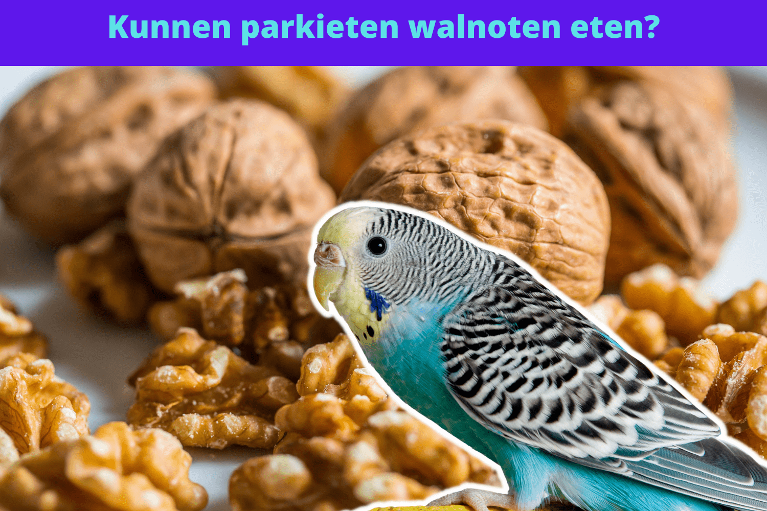 Kunnen parkieten walnoten eten? - VogelKweker