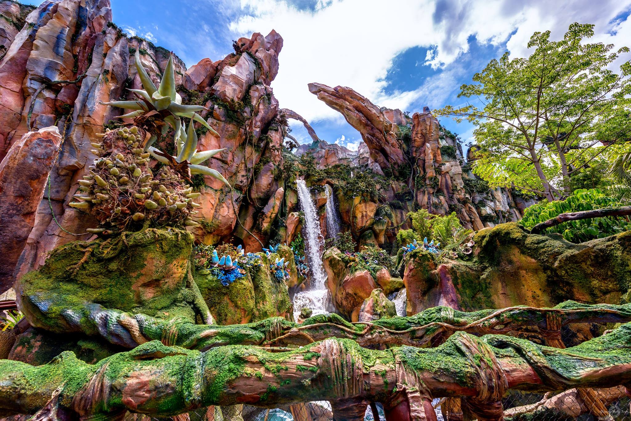 The Best Animal Kingdom Pictures - WDW Magazine