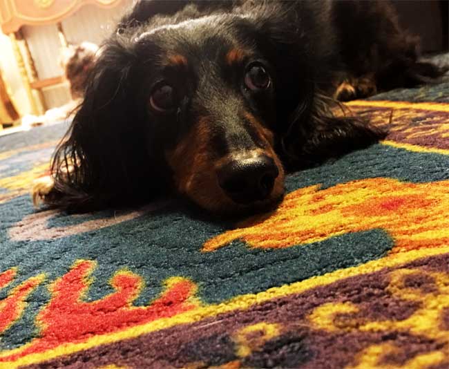 Disney World Dog Friendly Hotels: Everything You Need To Know - WDW ...