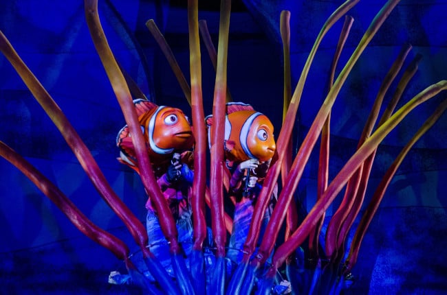 Finding Nemo Anemone