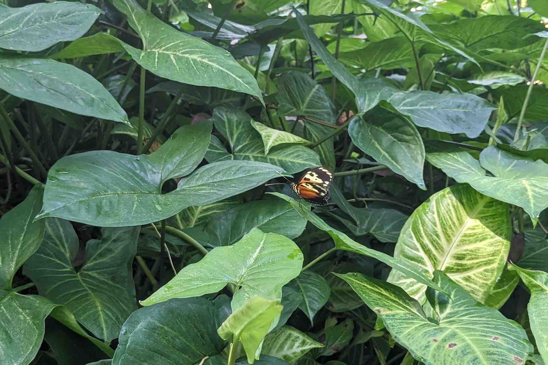 Gamboa Rainforest Resort Tram, Sloth& Lunch | Tao Travel 365