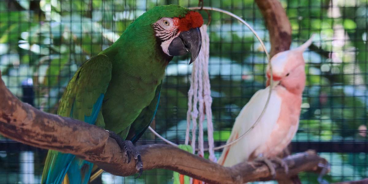 Papugi gatunki — jakie wybrać do domu?