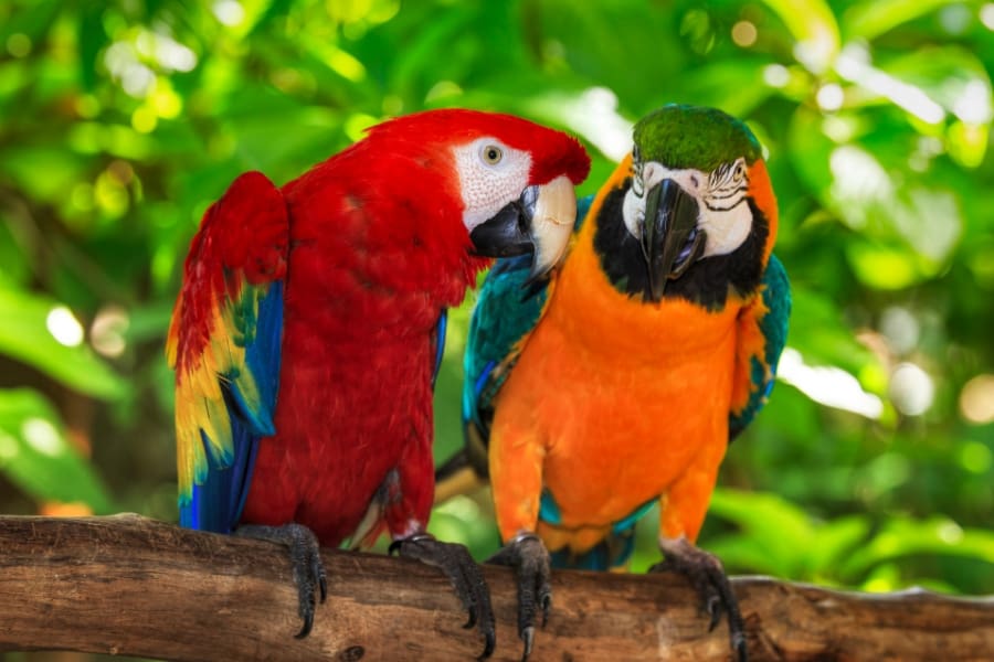 Papugi gatunki — jakie wybrać do domu?