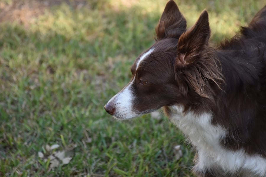 Ile żyją psy? Sprawdź długość życia popularnych ras psów!